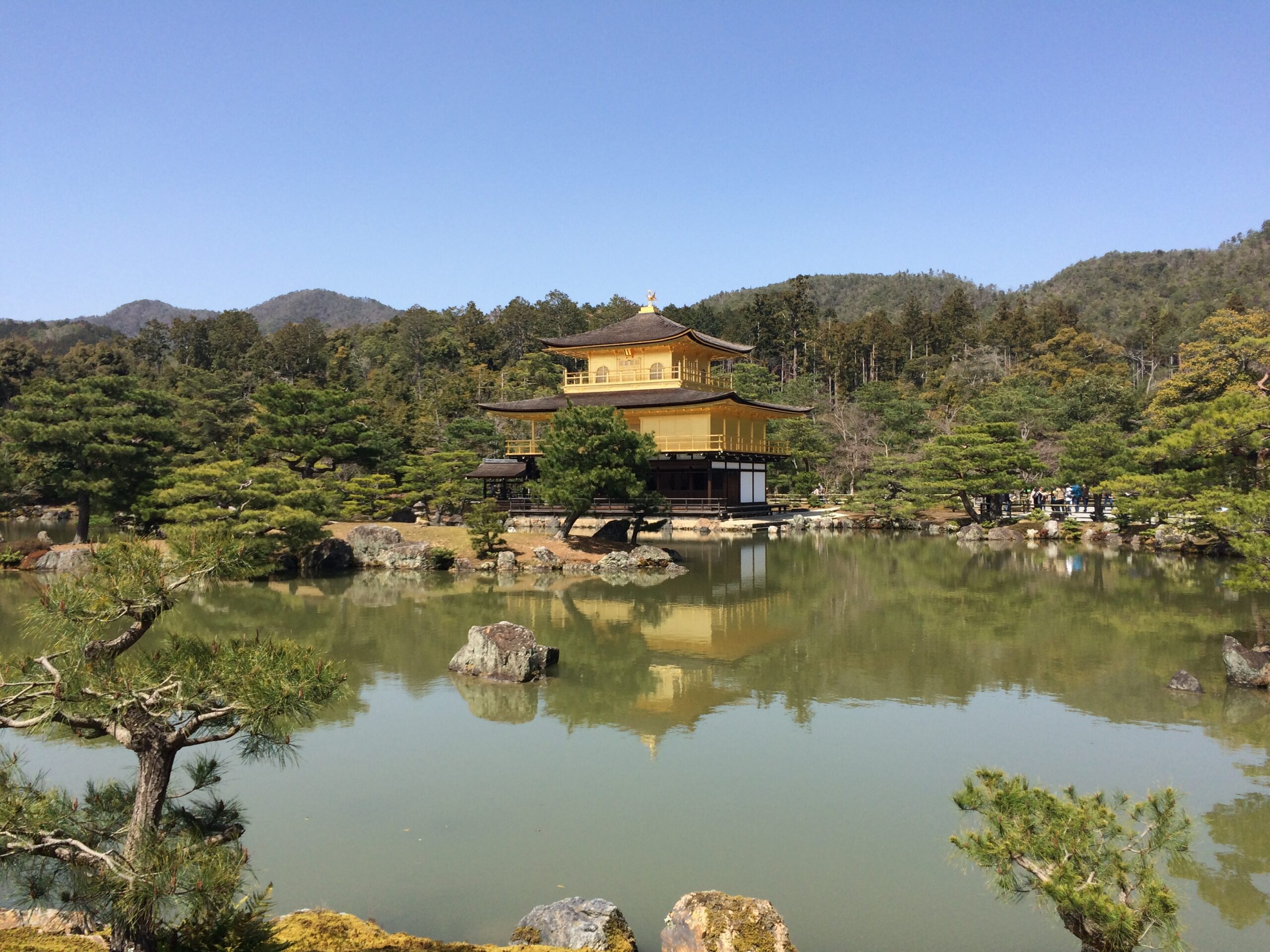 Acazia Official Japan Blog – Pomehuahua – Acazia Official